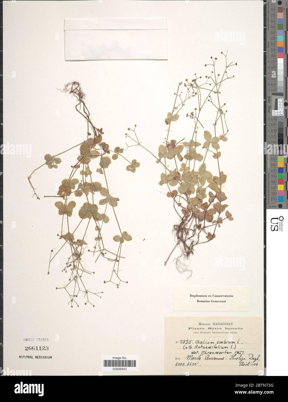 Galium scabrum L Stock Photo - Alamy