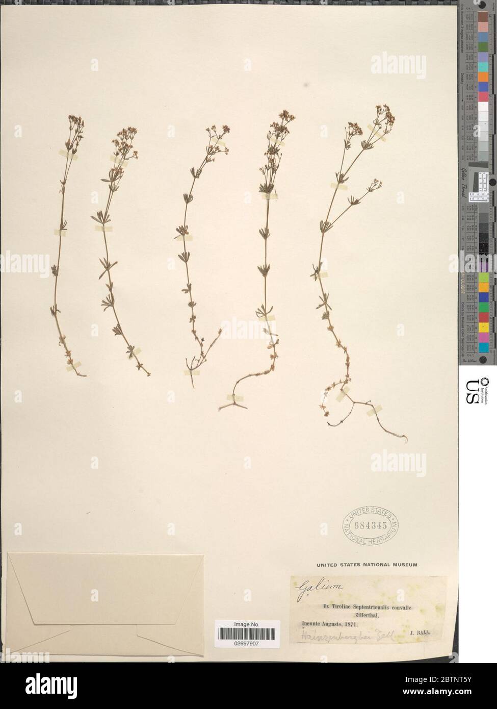 Genus galium hi-res stock photography and images - Alamy
