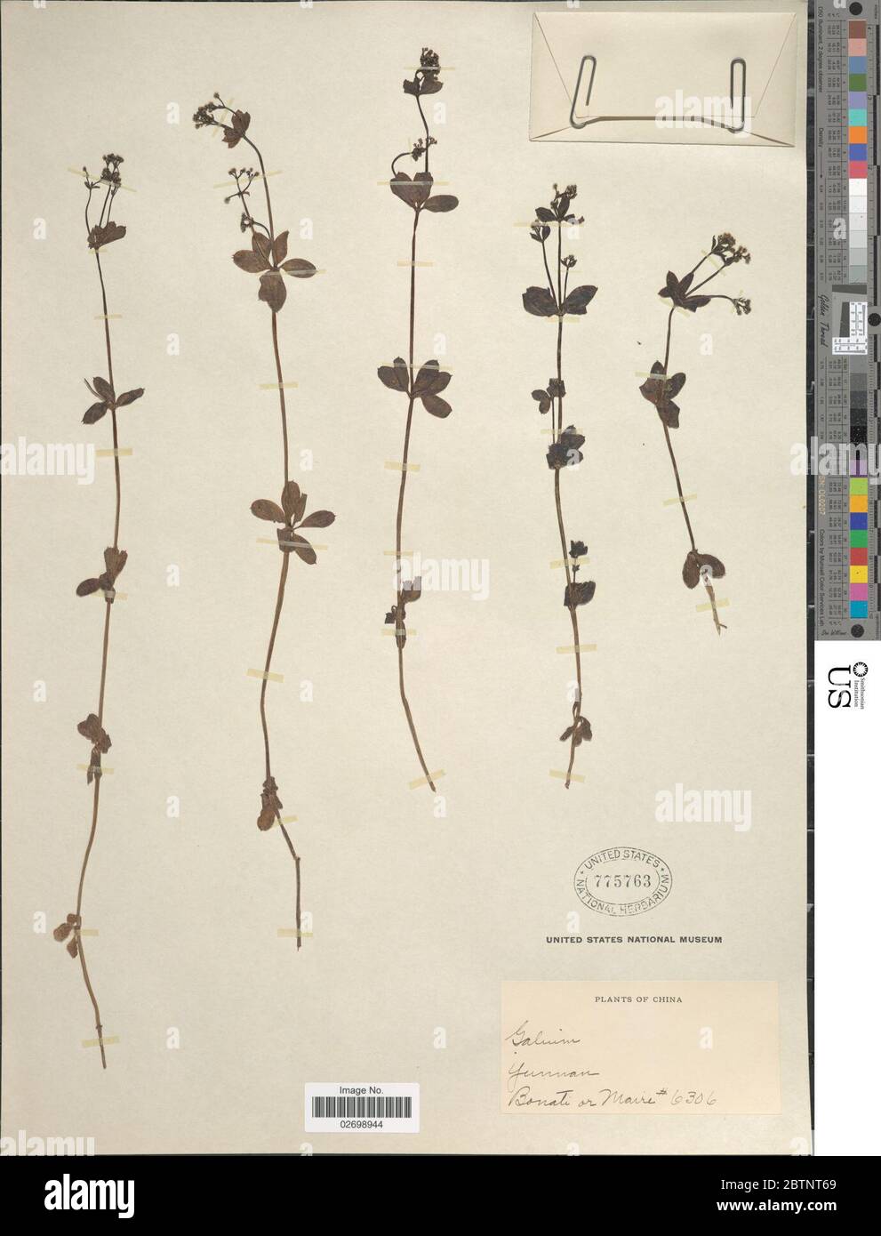 Genus galium hi-res stock photography and images - Alamy