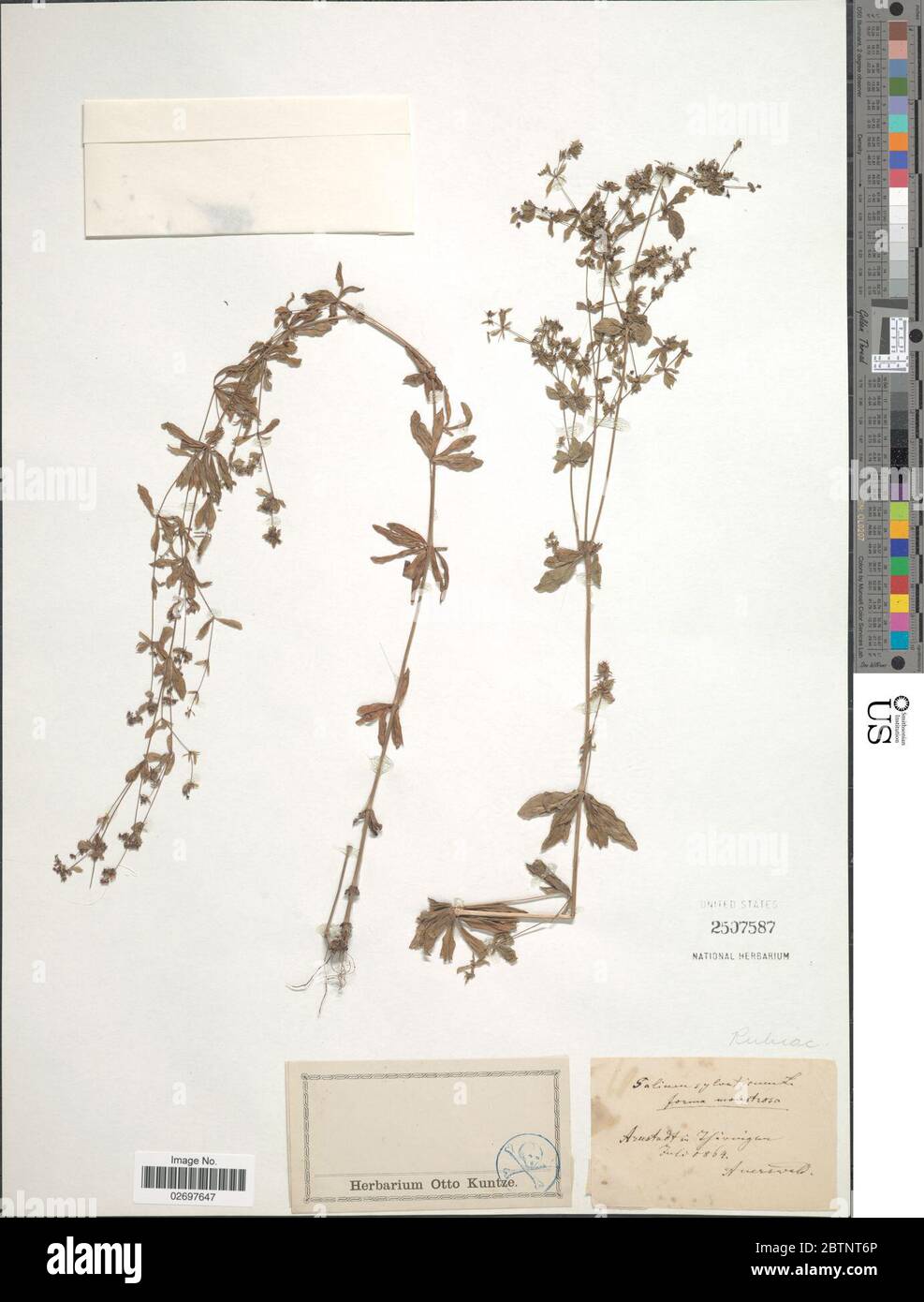 Galium sylvestre Scop Stock Photo - Alamy