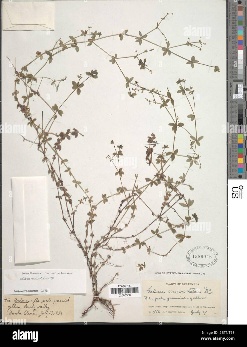 Galium uncinulatum hi-res stock photography and images - Alamy
