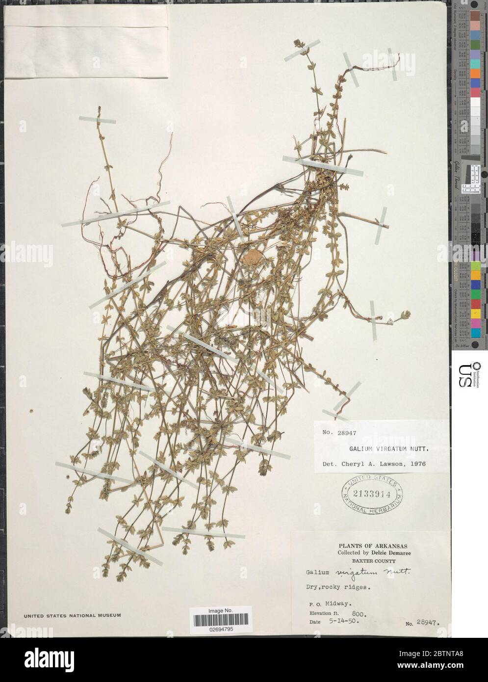 Galium virgatum Nutt Stock Photo - Alamy