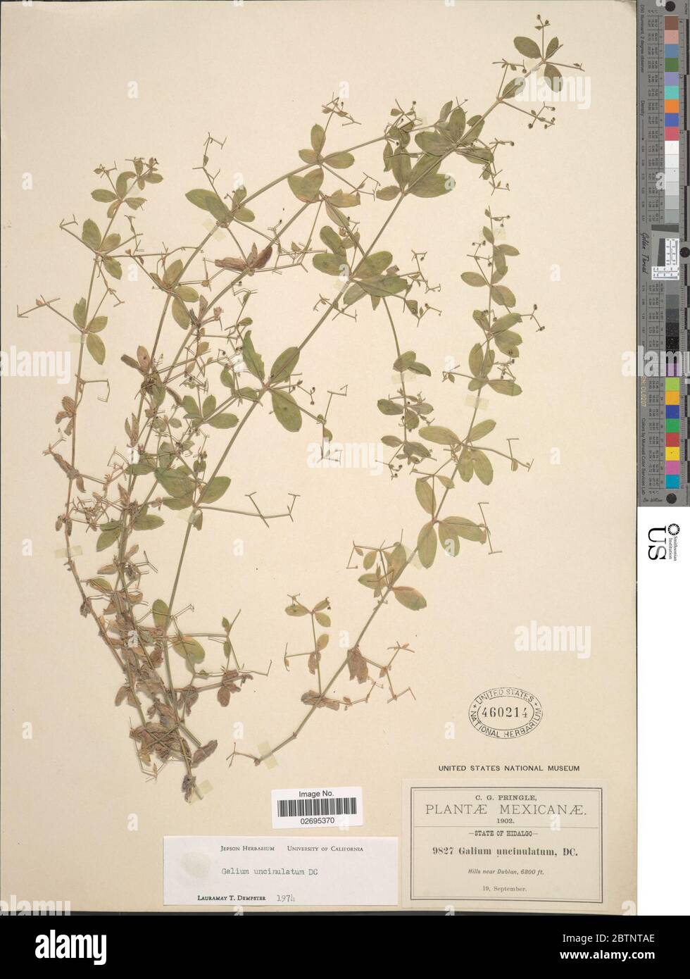 Galium uncinulatum DC Stock Photo - Alamy