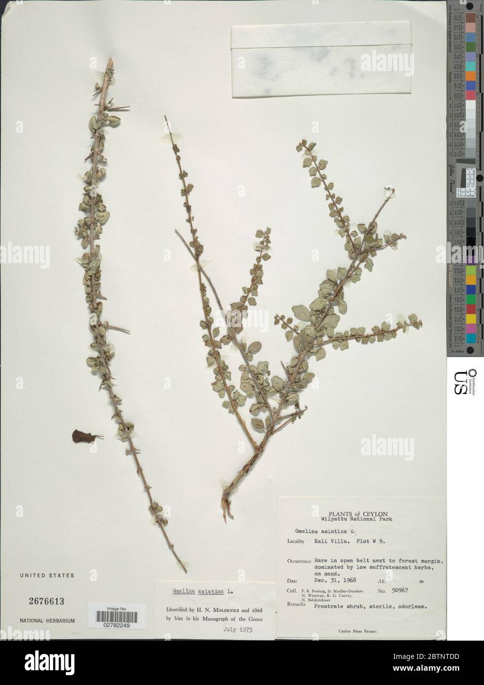 Gmelina asiatica L Stock Photo - Alamy