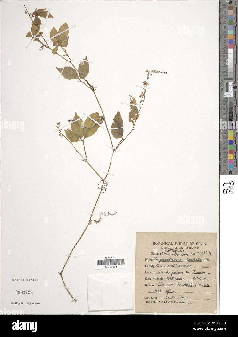 Gynostemma pentaphyllum f pentaphyllum Stock Photo - Alamy