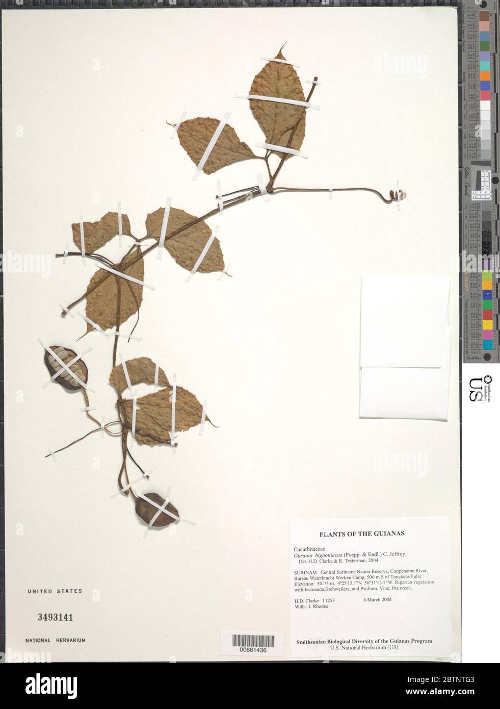 Bignoniacea hi-res stock photography and images - Alamy