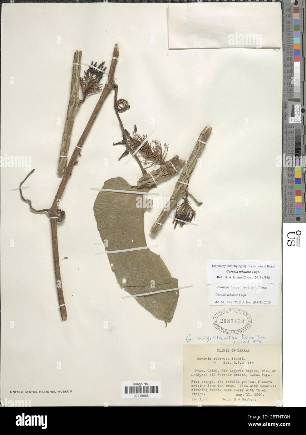 Gurania tubulosa Cogn Stock Photo - Alamy