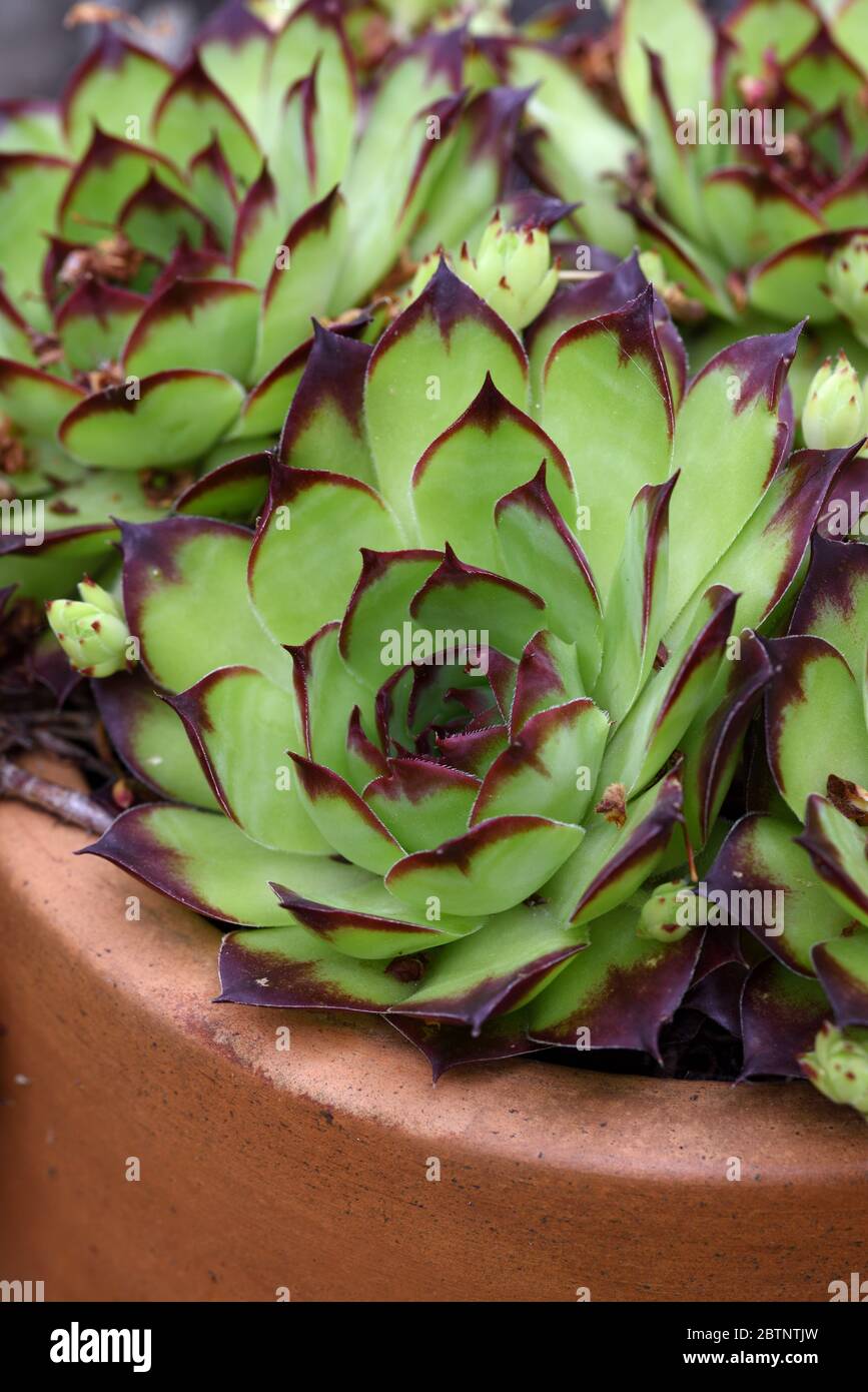 Sempervivum tectorum succulent hi-res stock photography and images - Alamy
