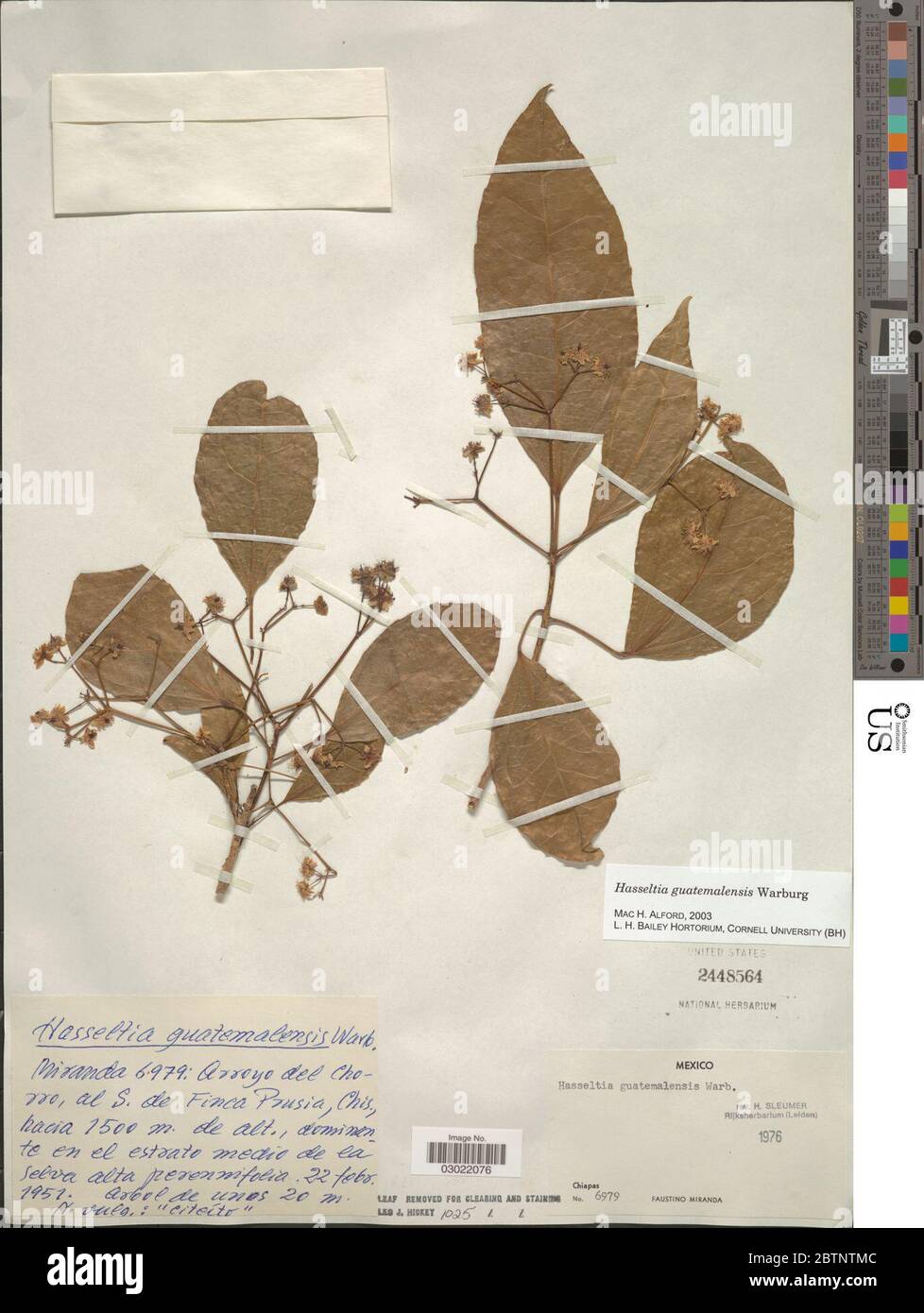 Hasseltia guatemalensis Warb Stock Photo - Alamy