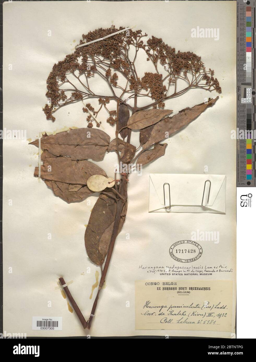 Harungana madagascariensis hi-res stock photography and images - Alamy