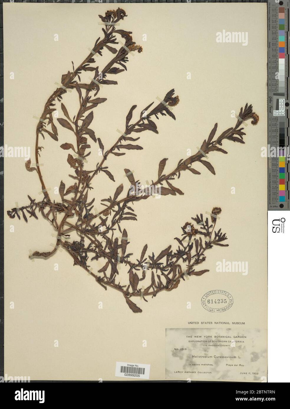 Heliotropium sp hi-res stock photography and images - Alamy