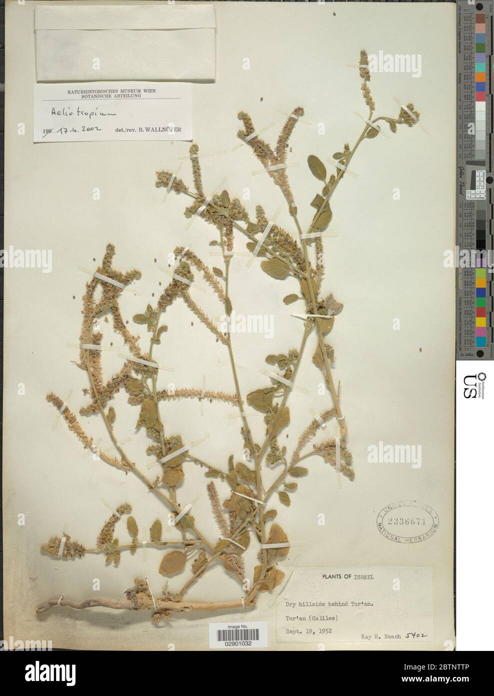 Heliotropium Sp High Resolution Stock Photography and Images - Alamy