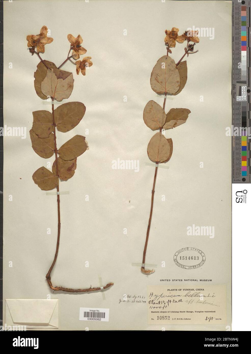 Hypericum bellum hi-res stock photography and images - Alamy