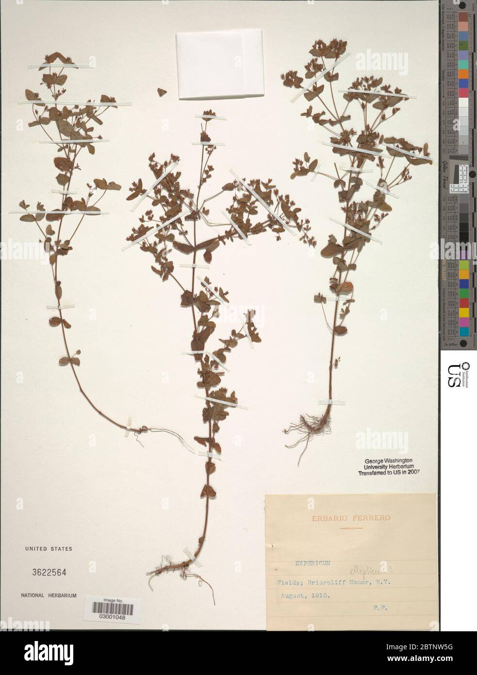 Hypericum ellipticum hi-res stock photography and images - Alamy