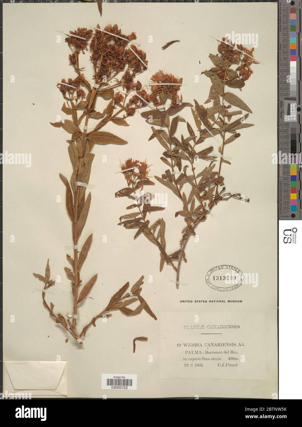 Hypericum canariense hi-res stock photography and images - Alamy