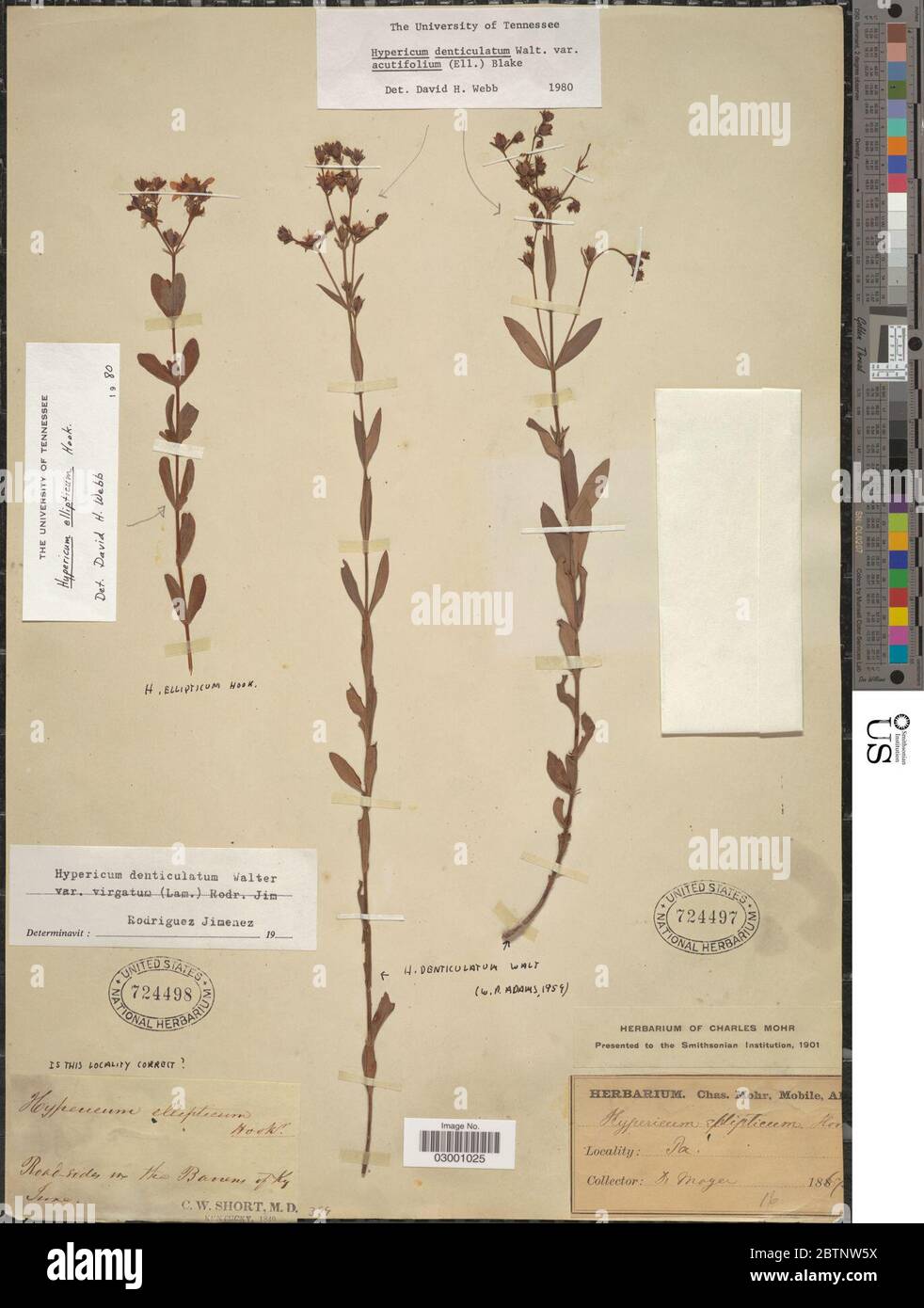 Hypericum ellipticum hi-res stock photography and images - Alamy