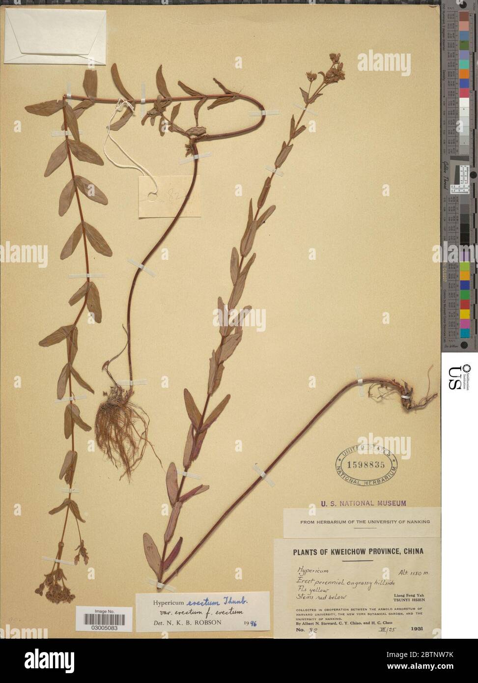 Hypericum erectum hi-res stock photography and images - Alamy