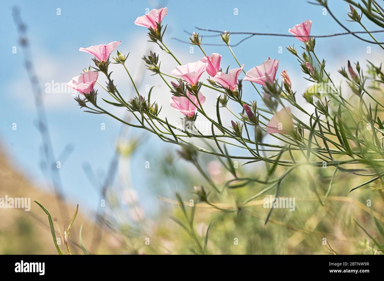 Volbura hi-res stock photography and images - Alamy