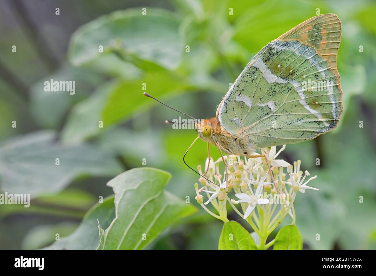 Silver washed Fritillary underwing butterfly in Macin Romania Stock ...