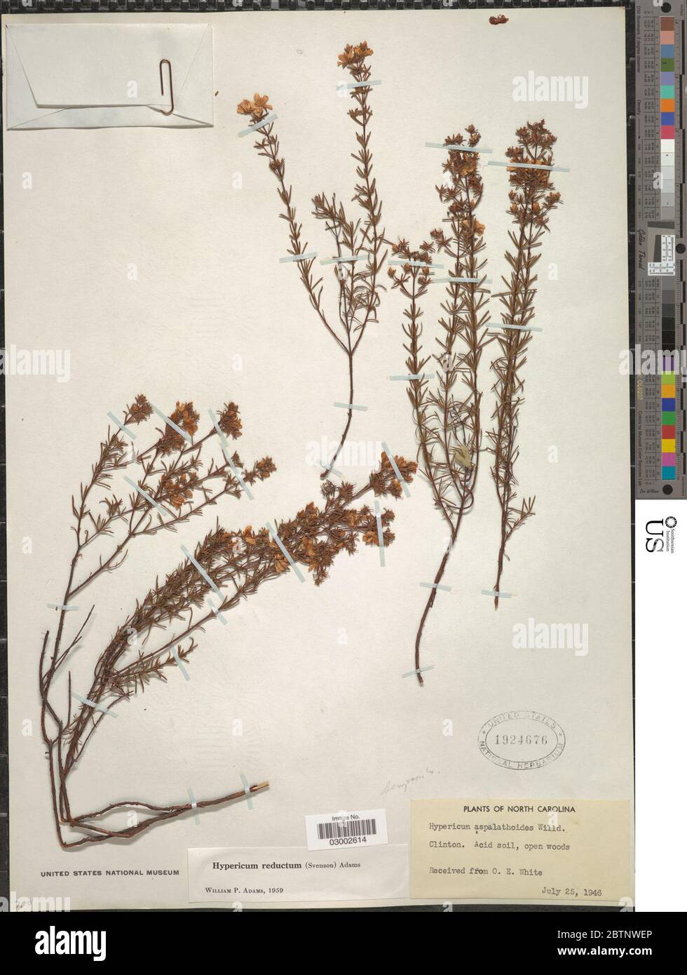 Hypericum reductum Svenson Adams Stock Photo - Alamy