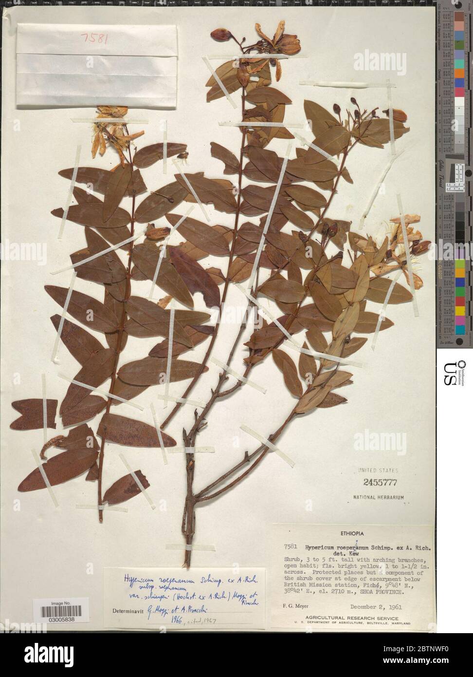 Hypericum roeperianum Schimp ex A Rich Stock Photo - Alamy