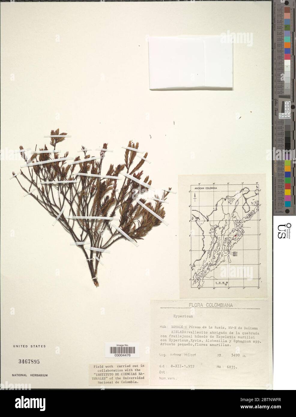Hypericum sp hi-res stock photography and images - Alamy