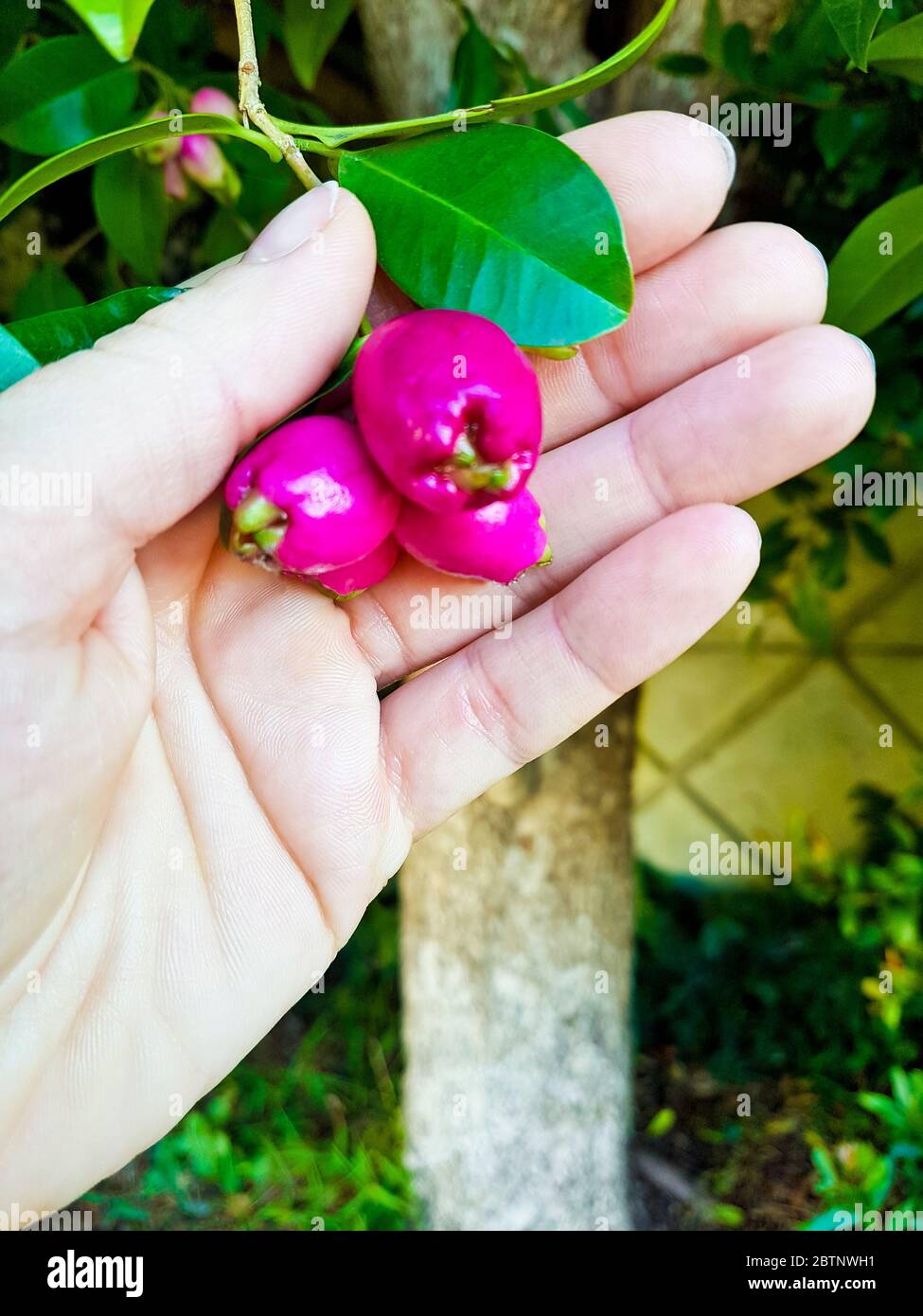 Pink fruits, seeds, flowers or buds in the forest of South Africa Stock ...