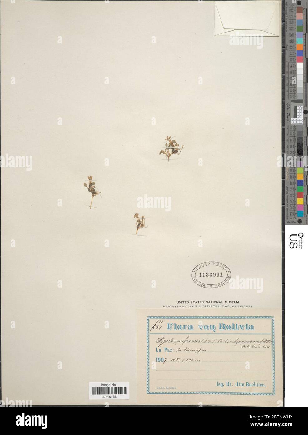 C reniformis hi-res stock photography and images - Alamy