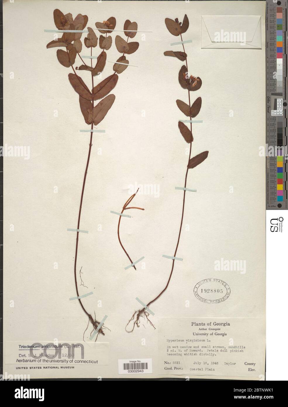 Hypericum virginicum hi-res stock photography and images - Alamy