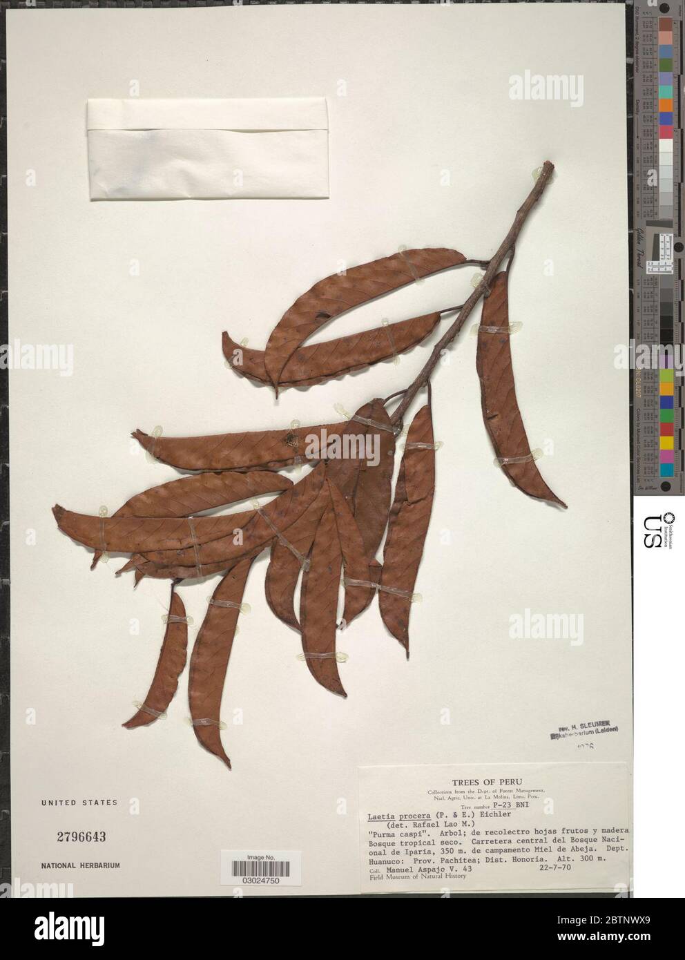Laetia procera Poepp Eichler Stock Photo - Alamy