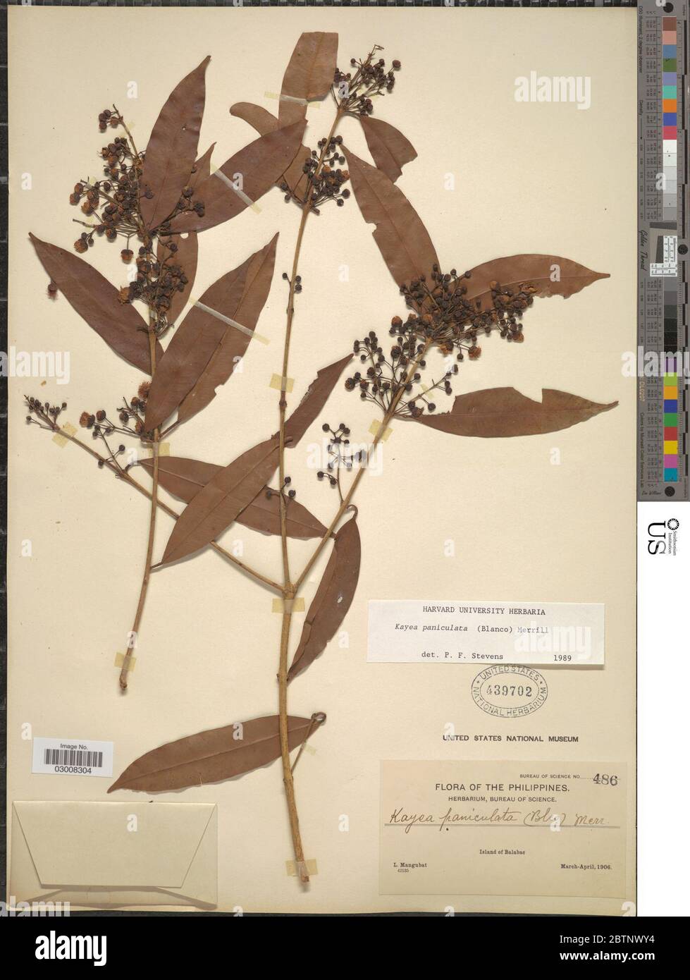 Kayea paniculata Blanco Merr Stock Photo - Alamy