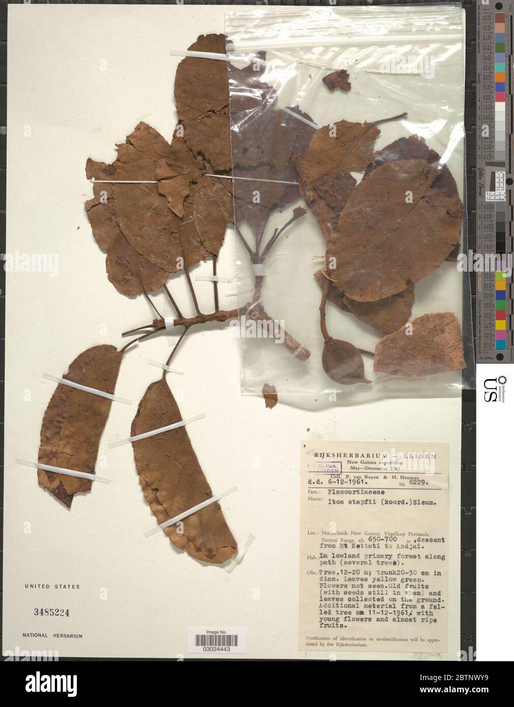 Itoa hi-res stock photography and images - Alamy