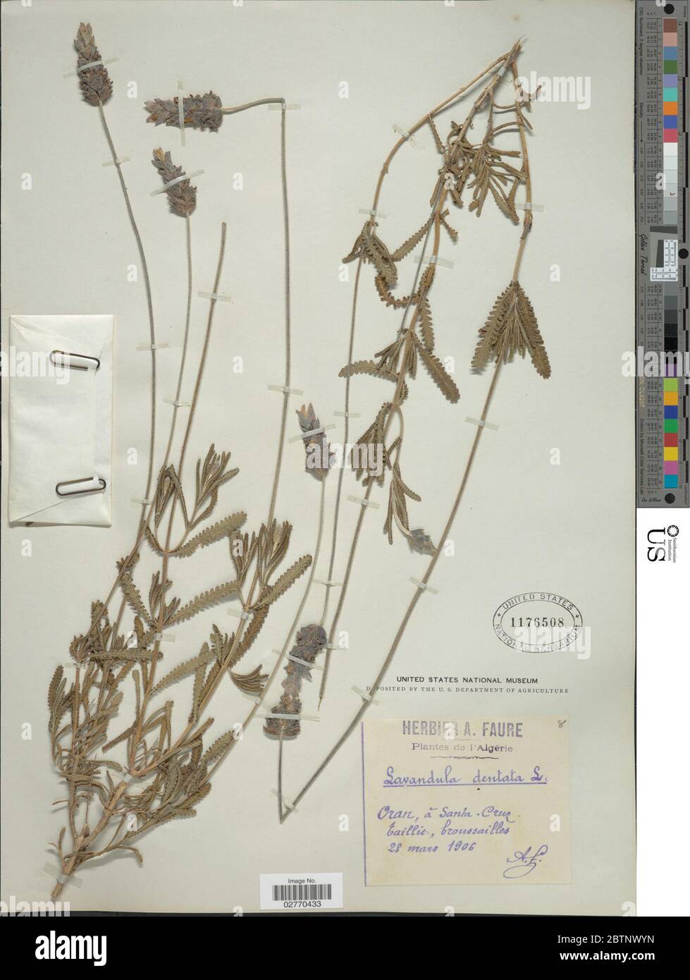 L Dentata High Resolution Stock Photography and Images - Alamy