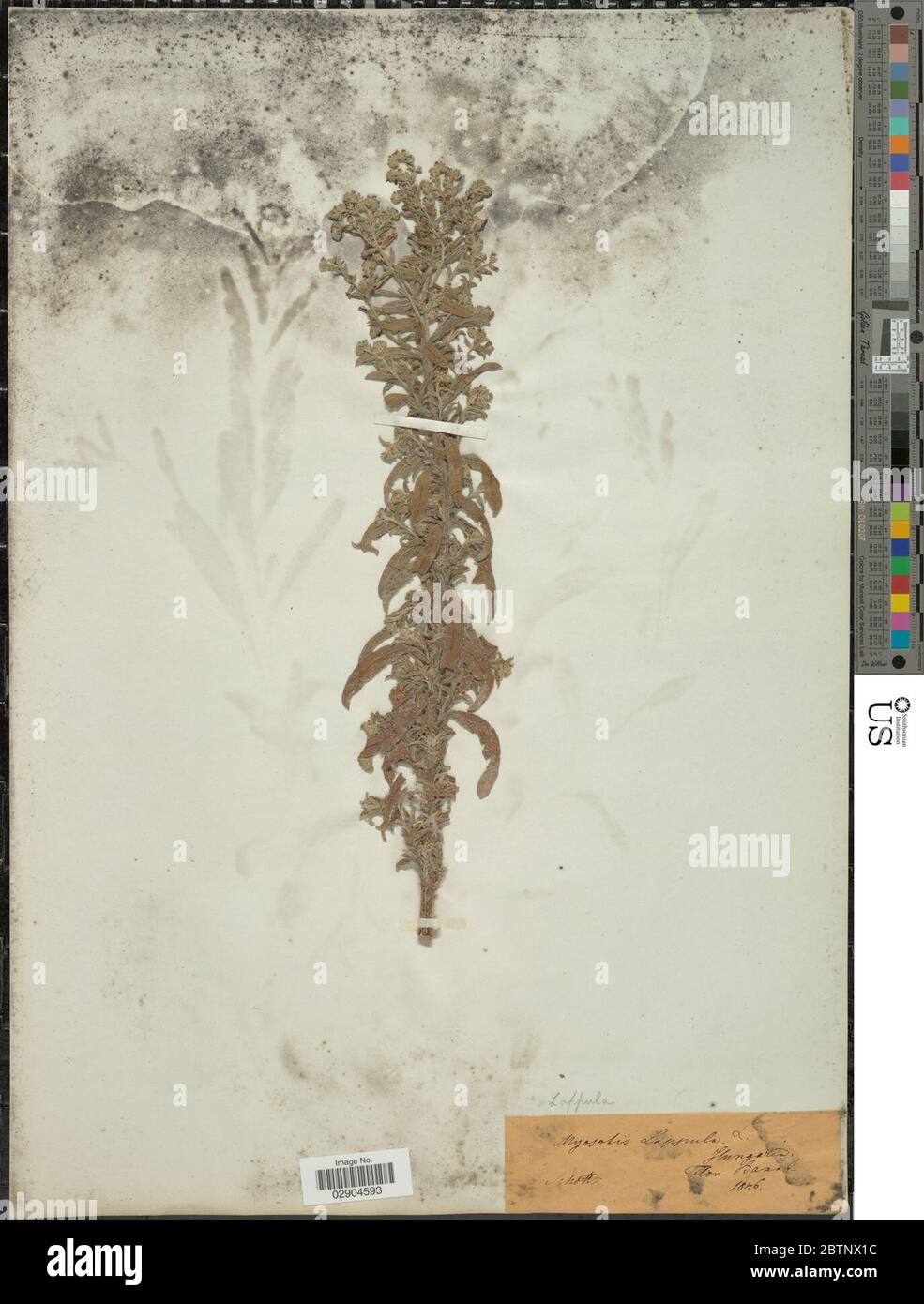 Lappula hi-res stock photography and images - Alamy