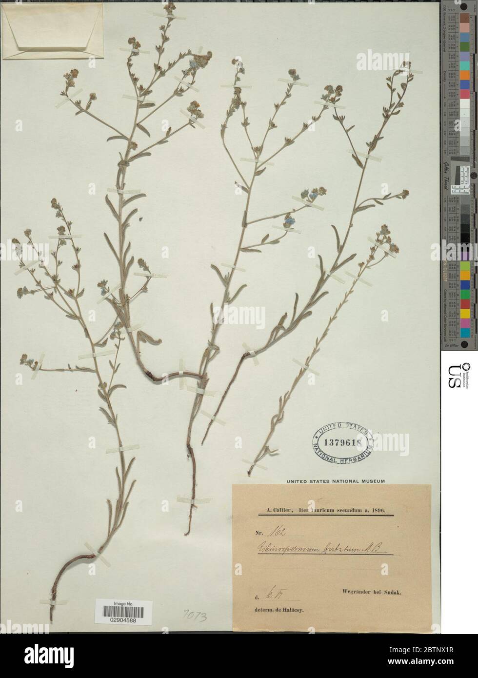 Lappula hi-res stock photography and images - Alamy