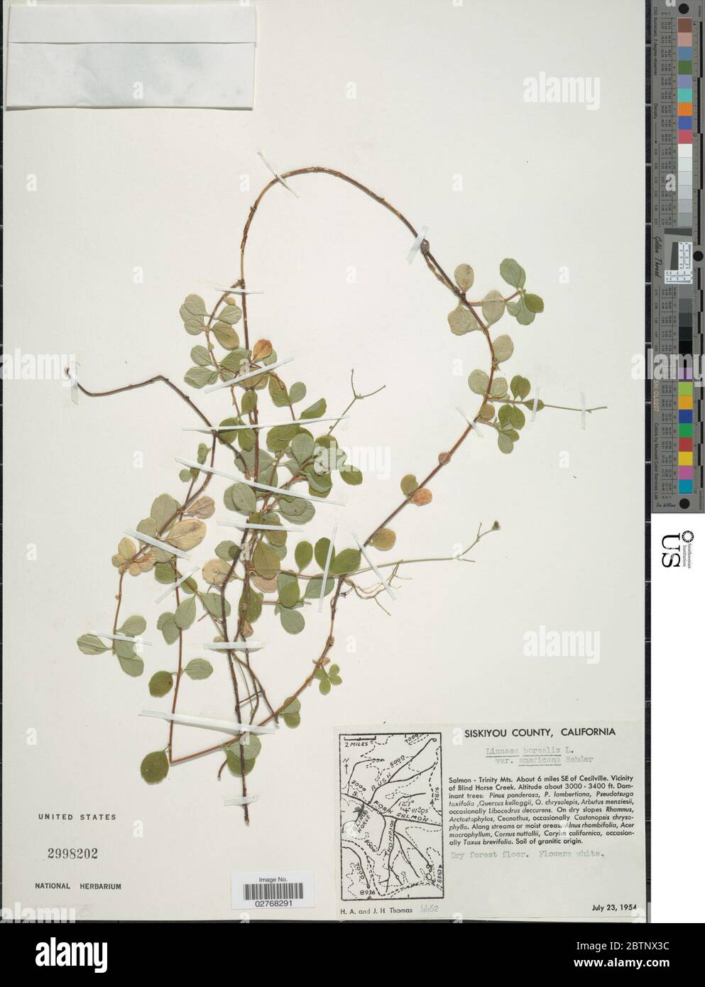 Linnaea borealis l hi-res stock photography and images - Alamy