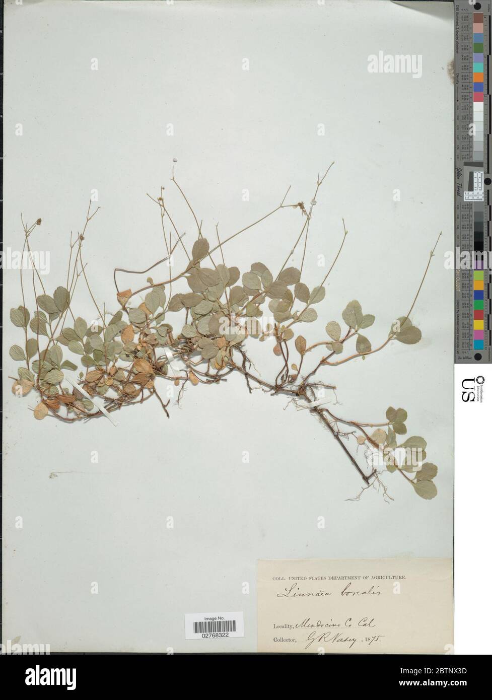 Linnaea borealis L Stock Photo - Alamy