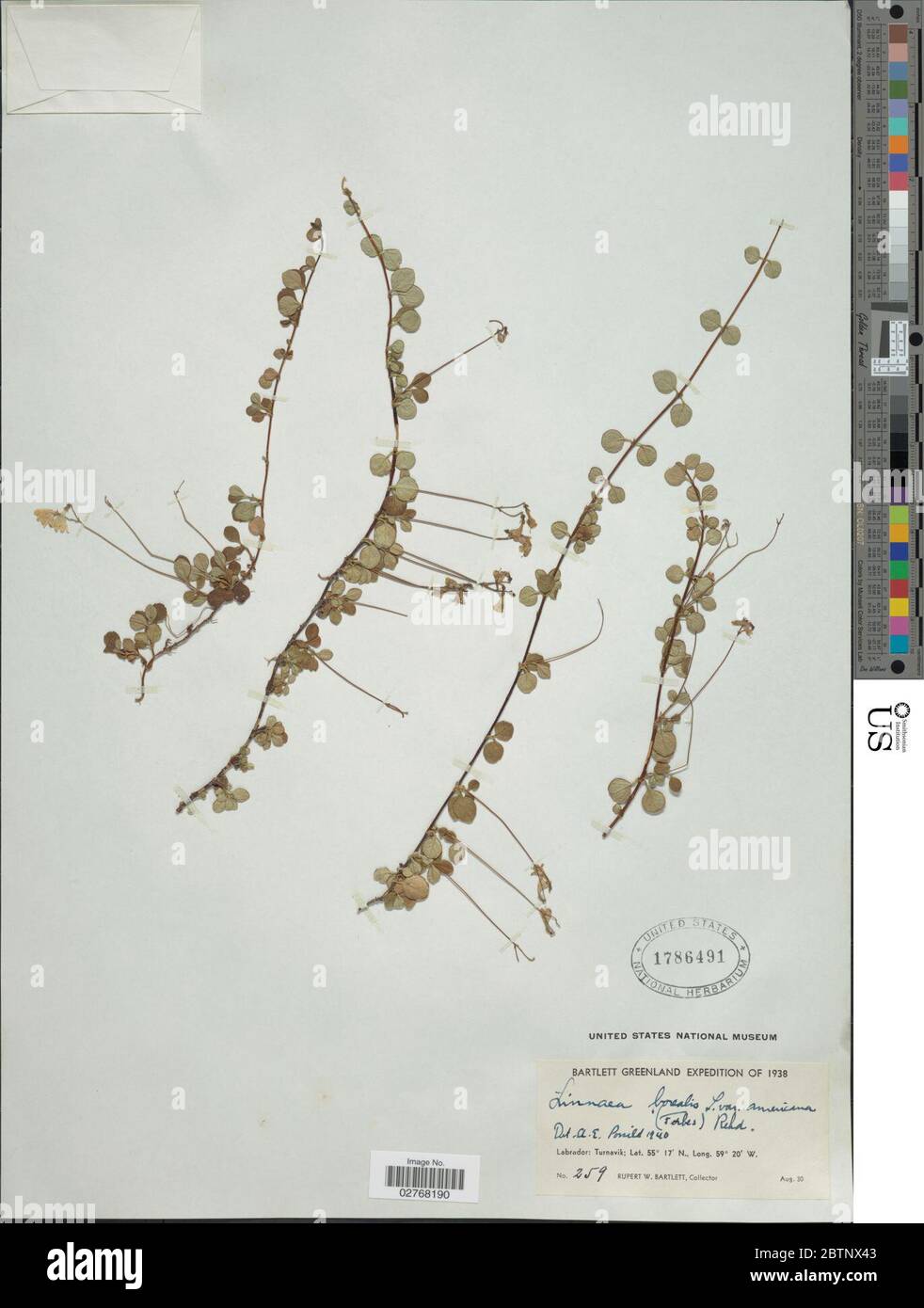 Linnaea borealis l hi-res stock photography and images - Alamy