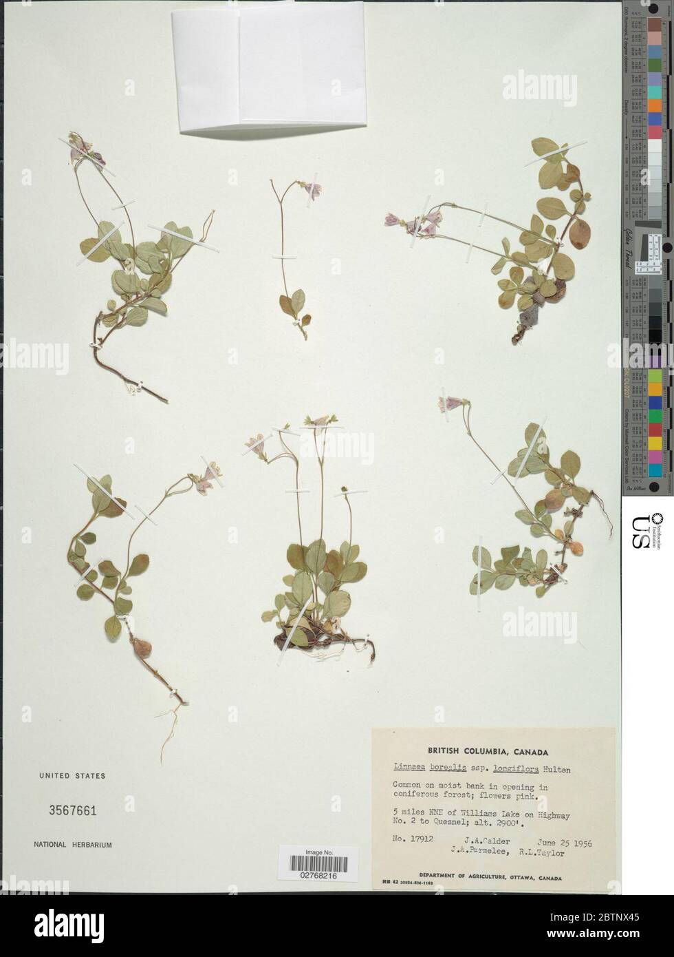 Linnaea borealis l hi-res stock photography and images - Alamy