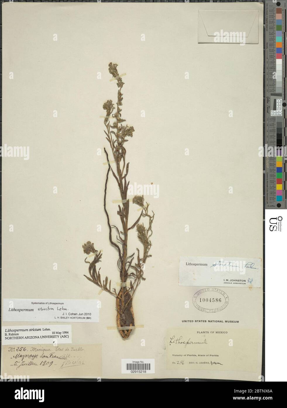 Lithospermum strictum Lehm Stock Photo - Alamy