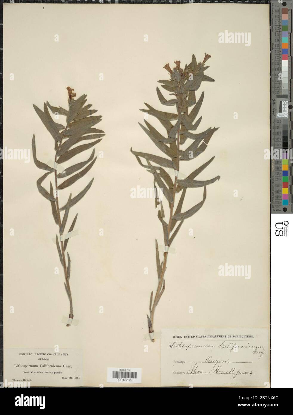 Lithospermum californicum hi-res stock photography and images - Alamy