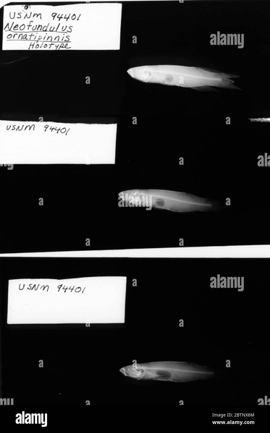 Ornatipinnis hi-res stock photography and images - Alamy