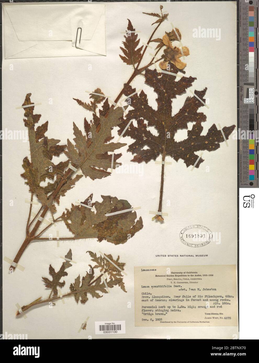 Loasa acanthifolia Desr Stock Photo - Alamy