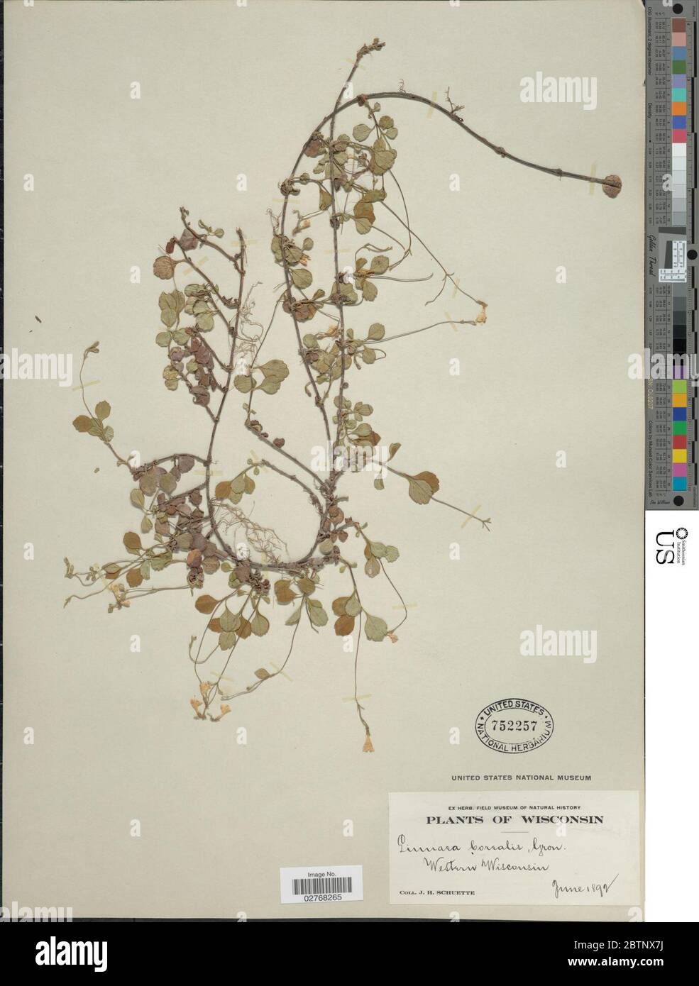 Linnaea borealis l hi-res stock photography and images - Alamy