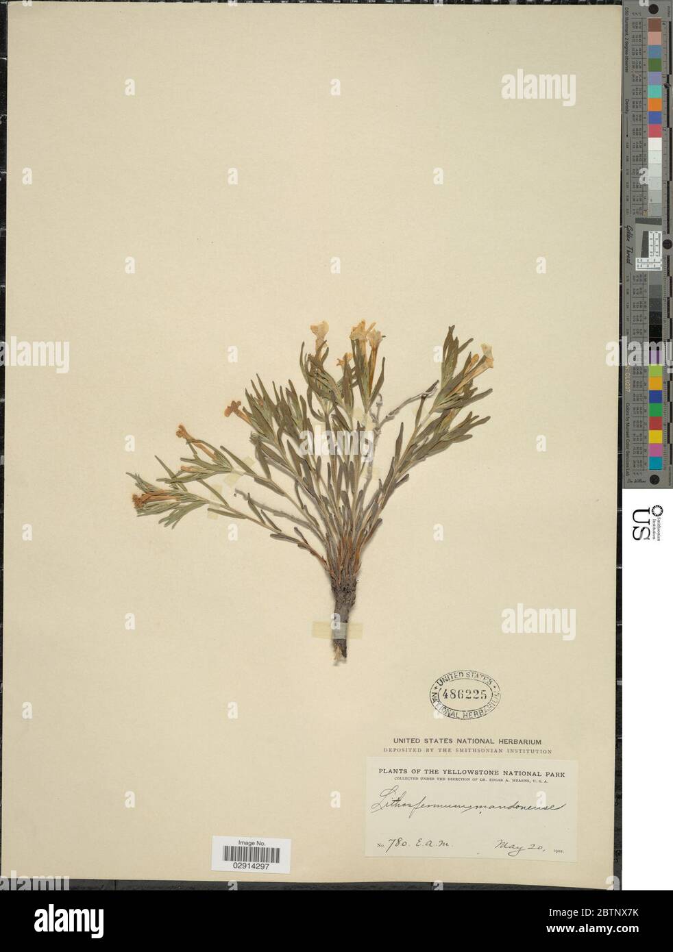 Lithospermum mandanense Spreng Stock Photo - Alamy
