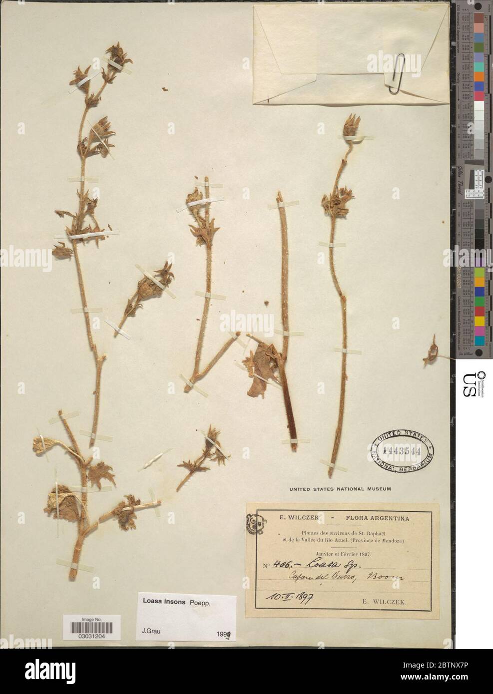 Loasa hi-res stock photography and images - Alamy