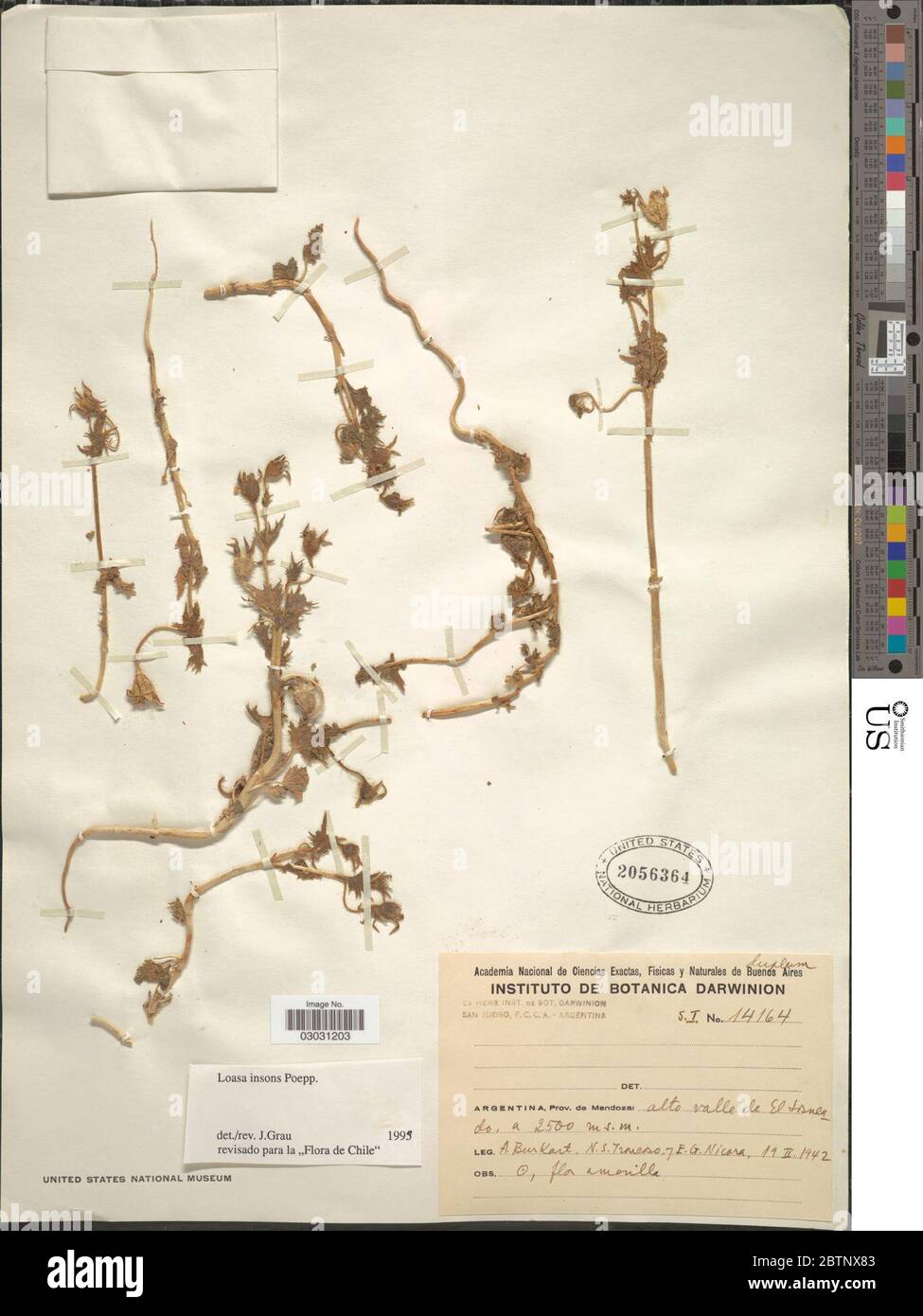 Loasa hi-res stock photography and images - Alamy