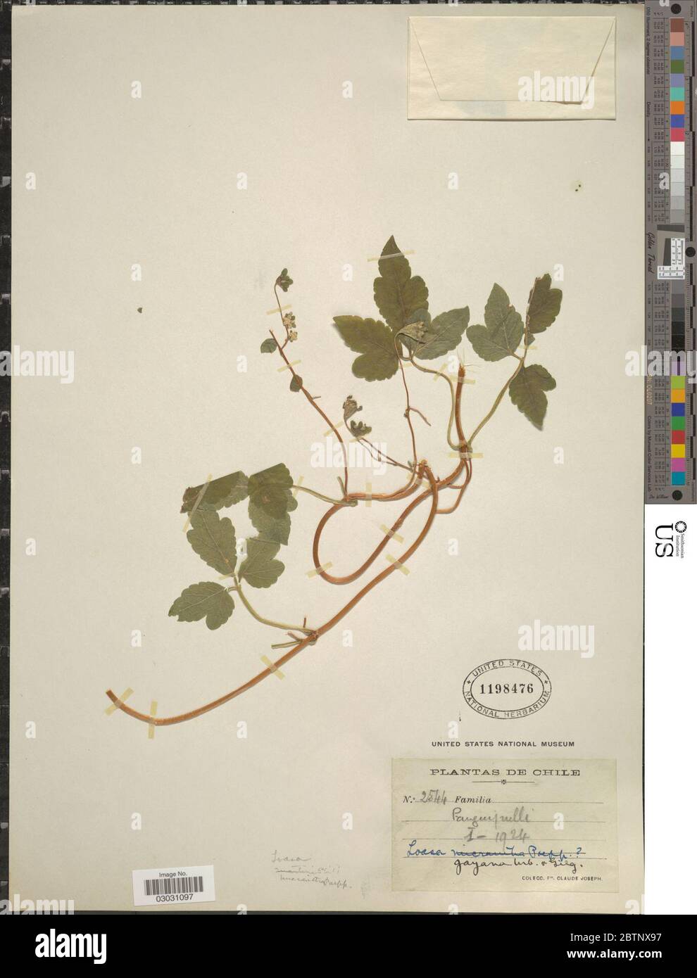Plants loasaceae hi-res stock photography and images - Alamy