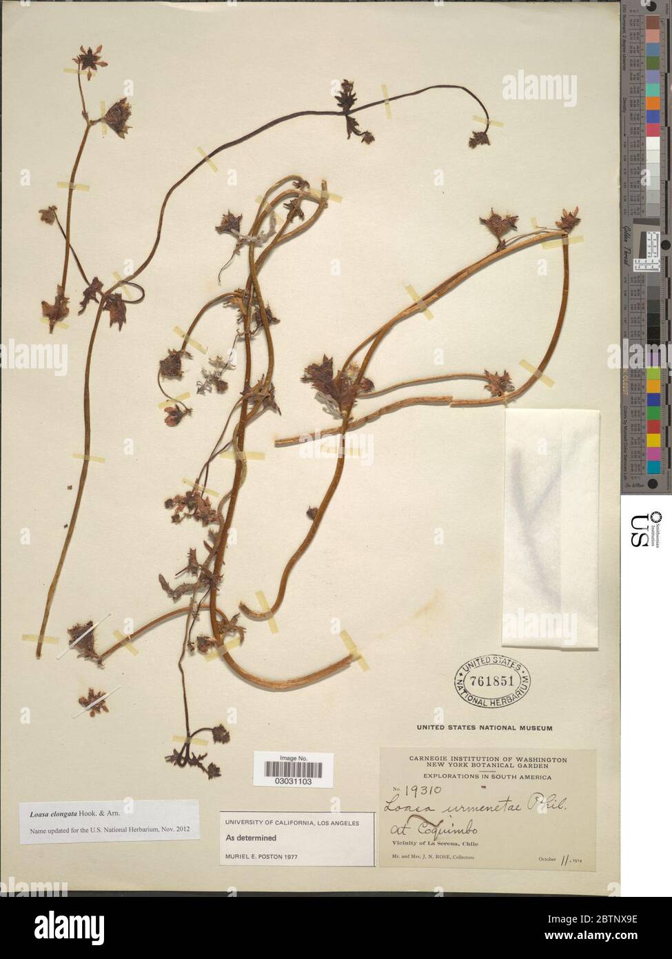 Loasa hi-res stock photography and images - Alamy