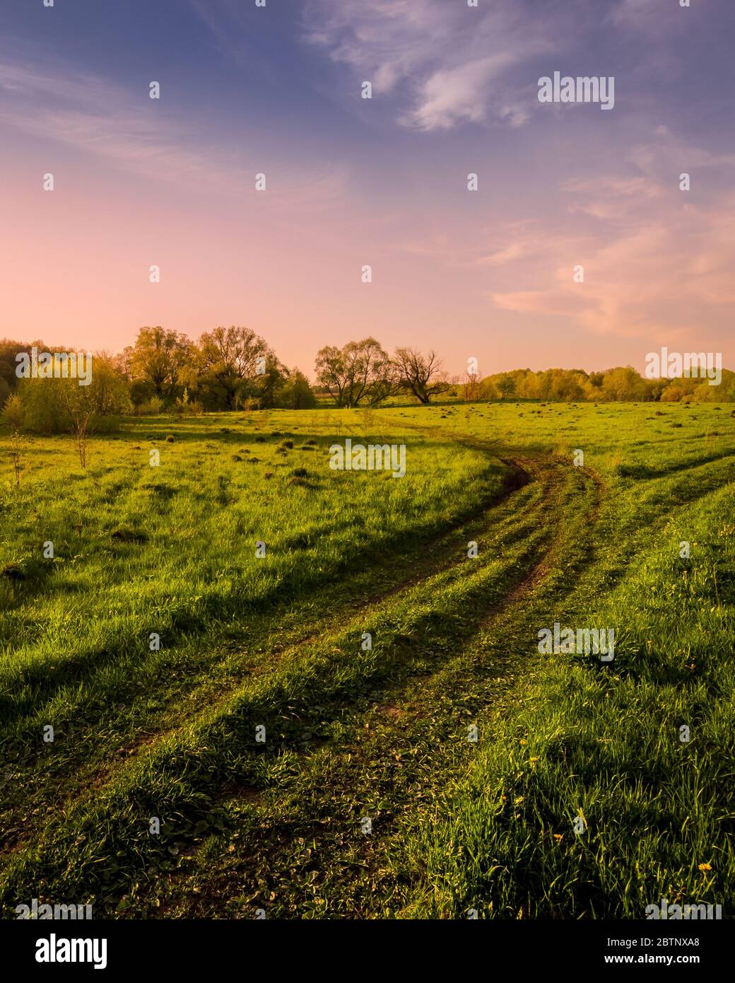 Sunset or dawn in a spring field with green grass, a path with tire ...